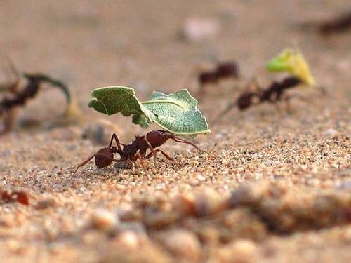 Hard Working Ants