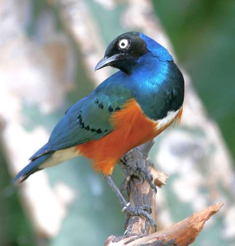 Exotic Bird, Iridescent Feathers